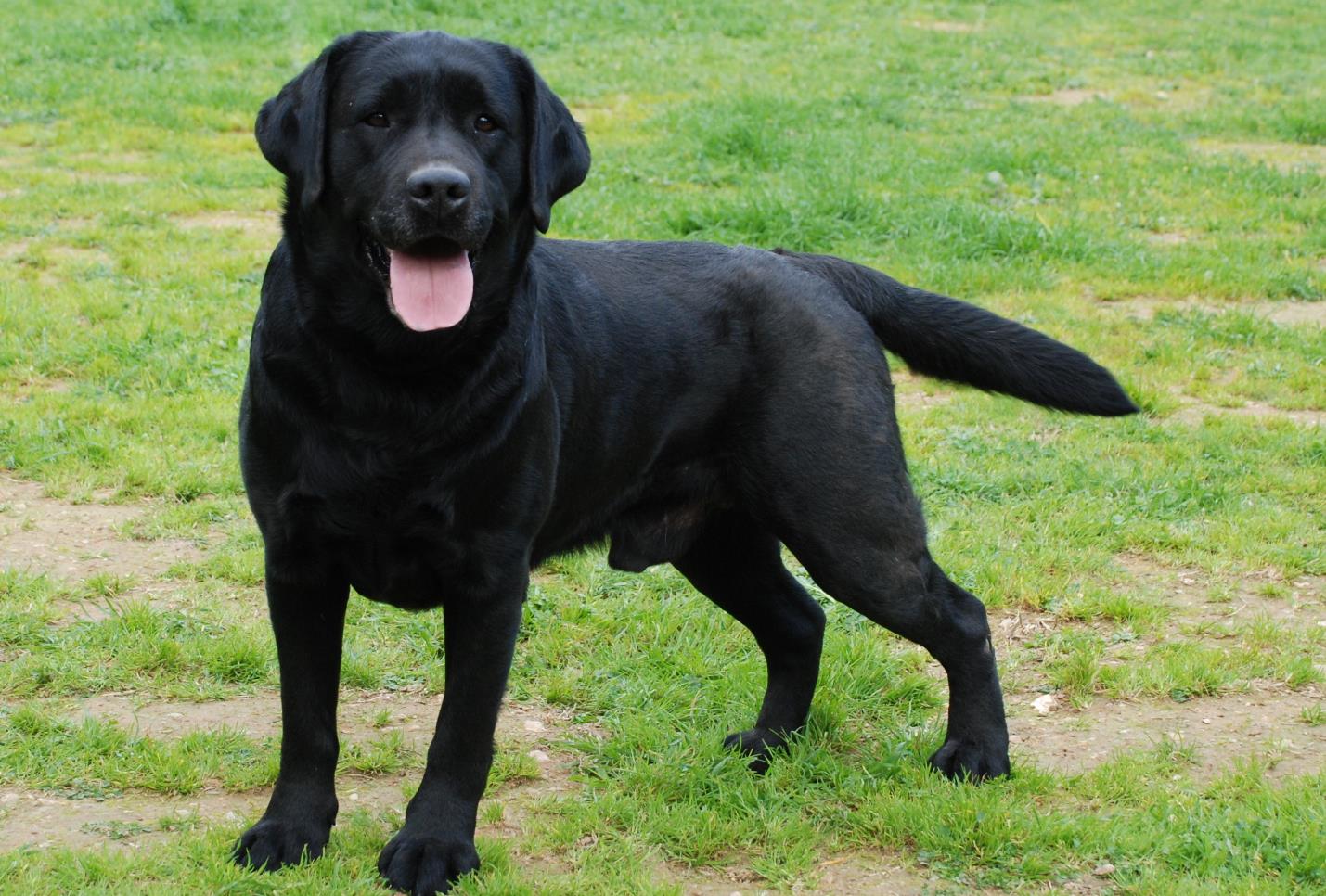Labrador Retriever – Dreamy Land Pets
