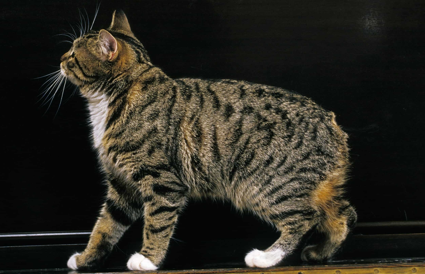 Manx cat – Dreamy Land Pets